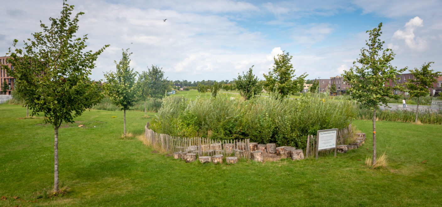 Rewilding the City With Tiny Forests