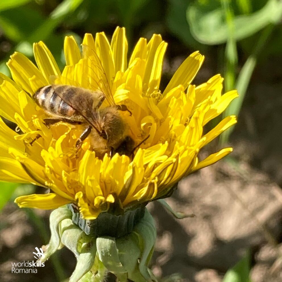 Education For Biodiversity In Urban Areas Project European Platform education-for-biodiversity-in-urban-areas-project-european-platform