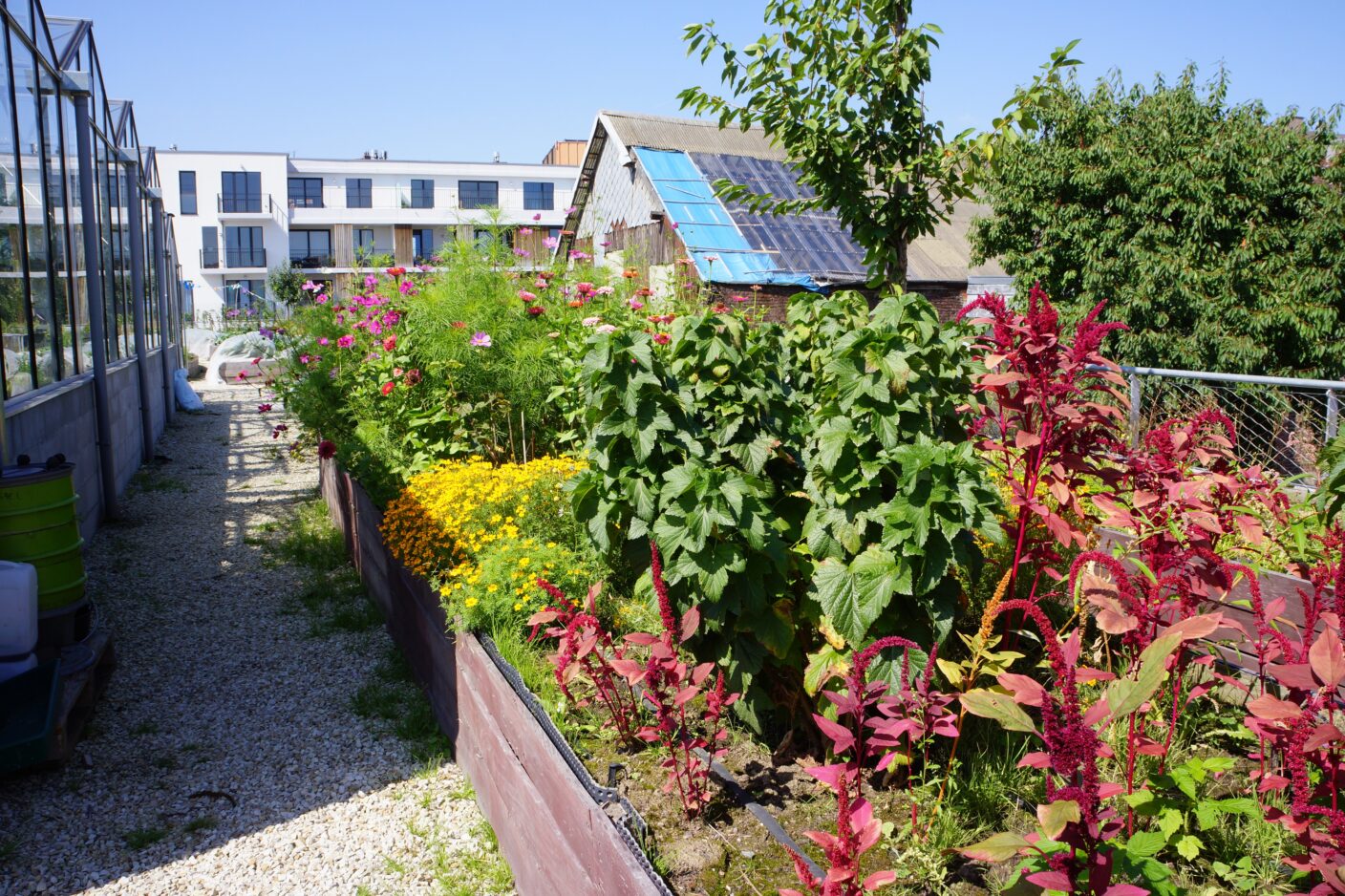 The Sky’s the Limit: Maalbeek’s Vegetable Rooftop Garden - European ...